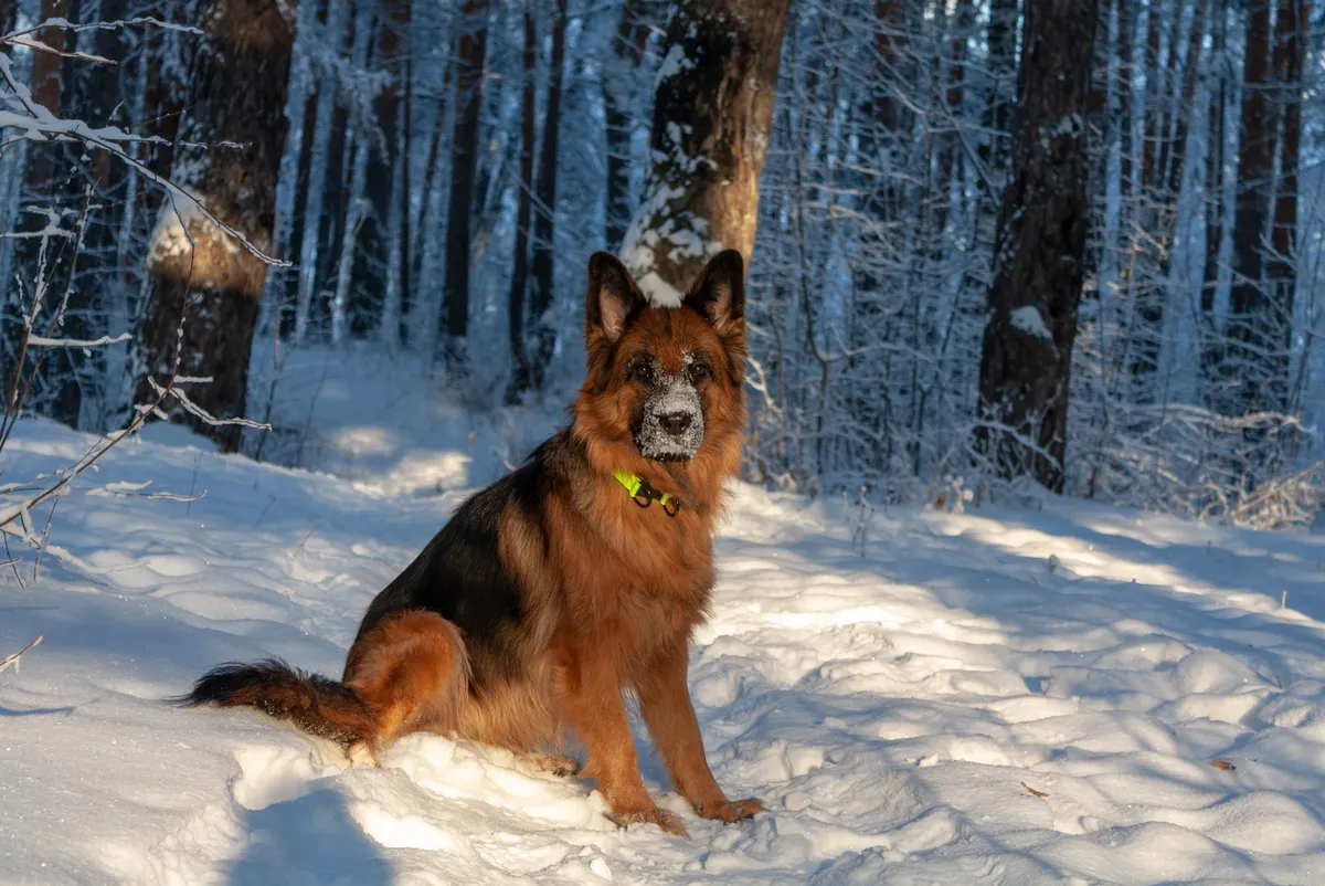 German Shepherd Price from Breeder — What's Normal | German Shepherd Now